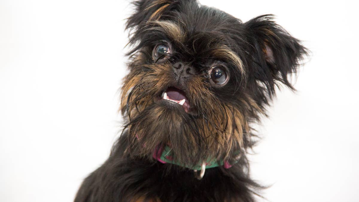 Tiny Brussels griffon who looks like a Labubu winds up like a toy