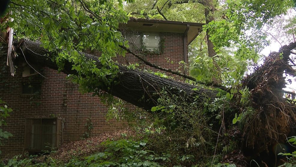 Tree falls through Forestdale home while family inside