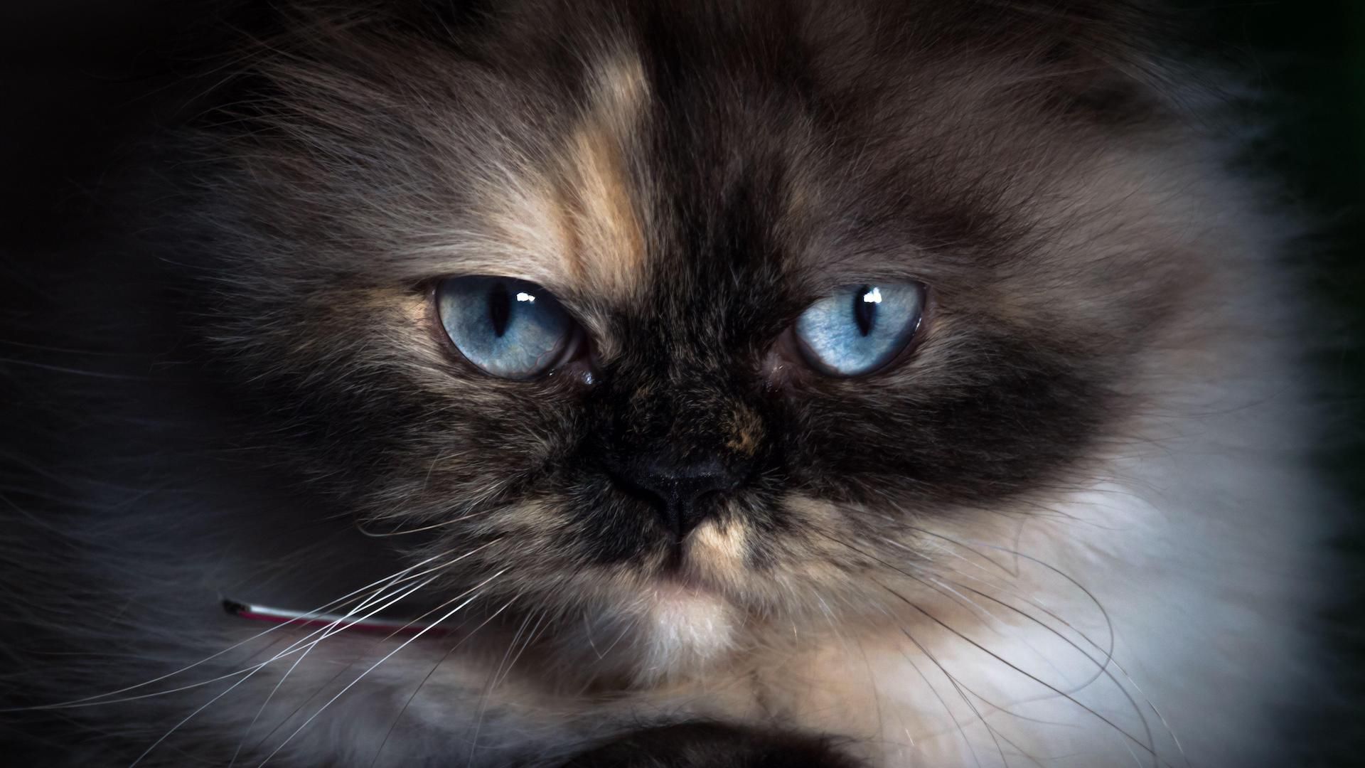Reasons to love Persian cats