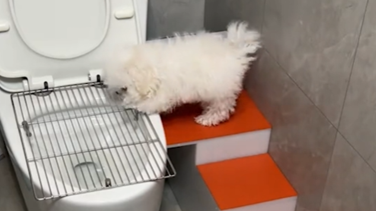 Clever dog’s bathroom routine amazes viewers