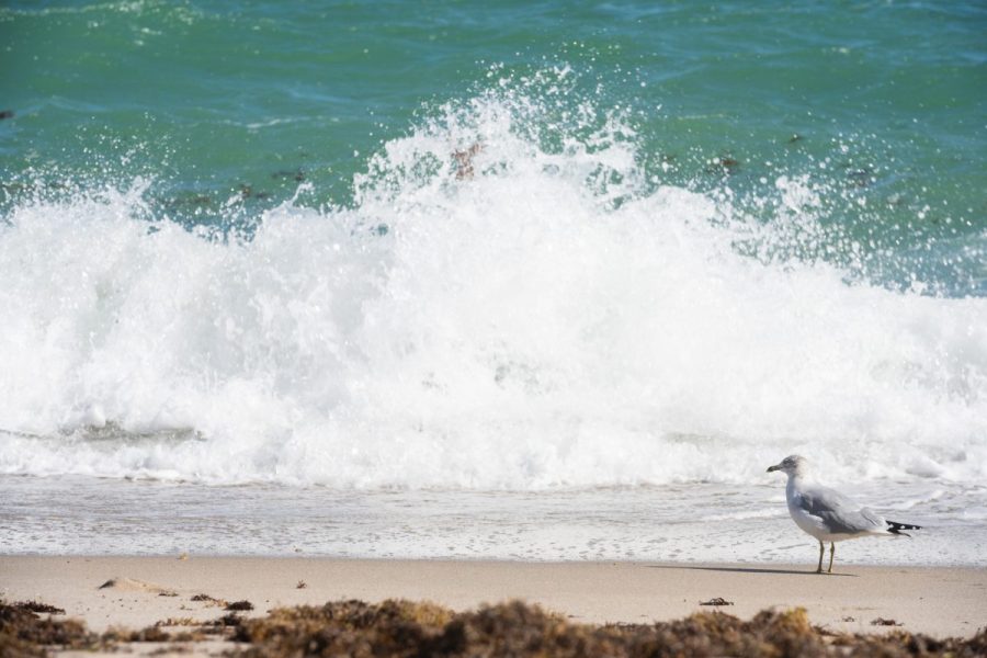 Body of American Airlines flight attendant found washed ashore at ...