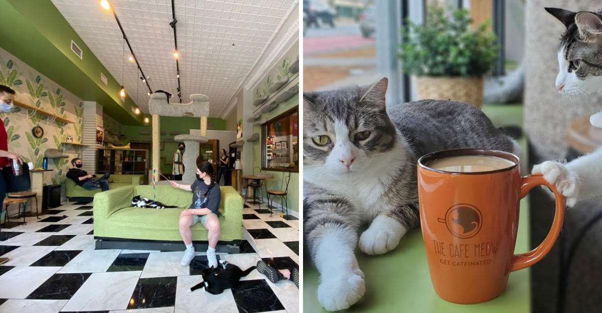 Meeting rescued cats at this small Minnesota cat cafe is an experience ...