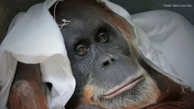 Saint Louis Zoo mourns death of second-oldest Sumatran orangutan in ...