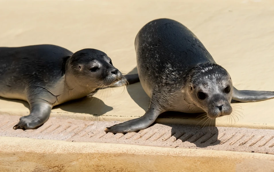 Experts urge beachgoers to keep distance from seal pups