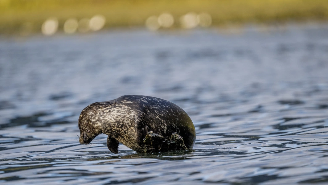 Experts urge beachgoers to keep distance from seal pups