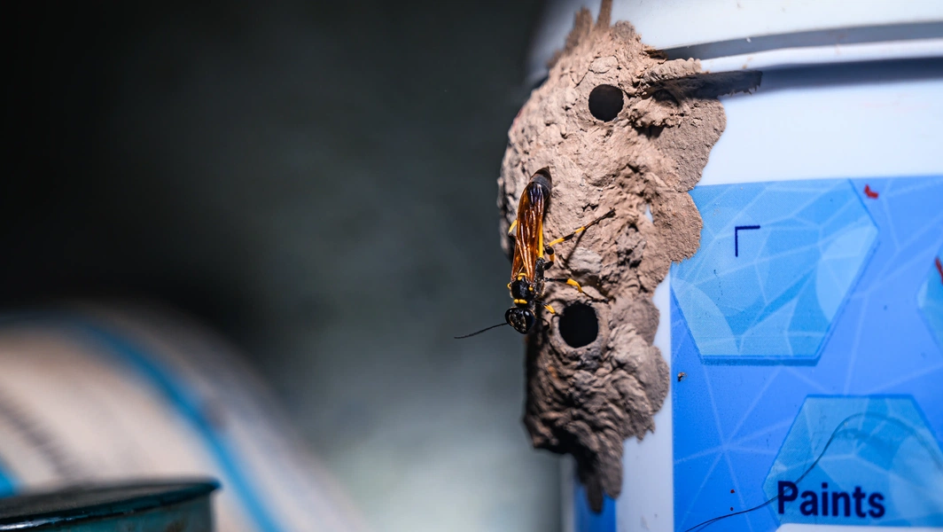 Preventing and managing wasp activity around homes