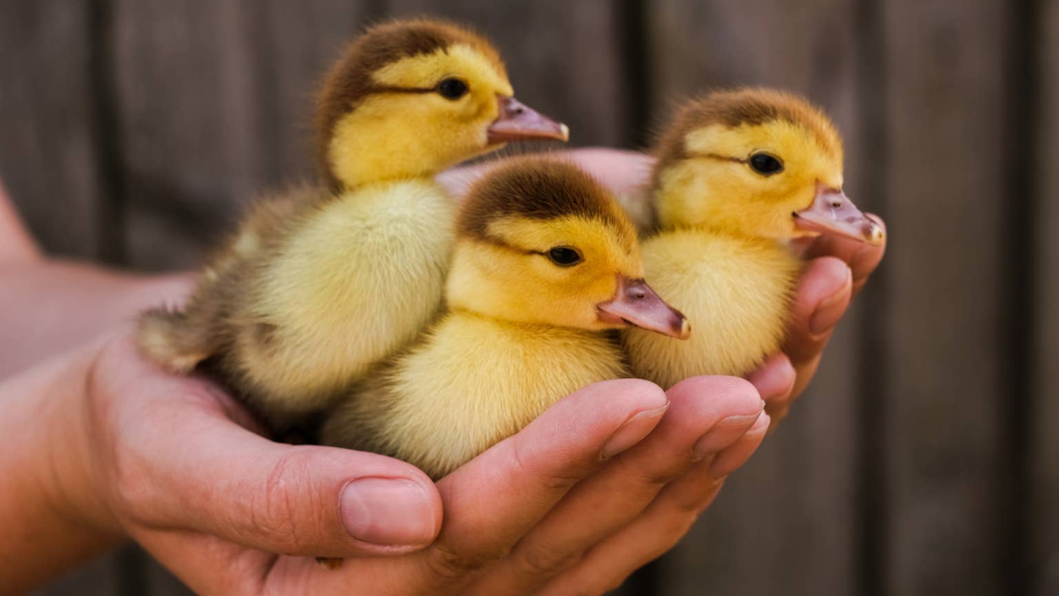 Baby ducks enjoy watermelon this summer—it's the cutest snack video!