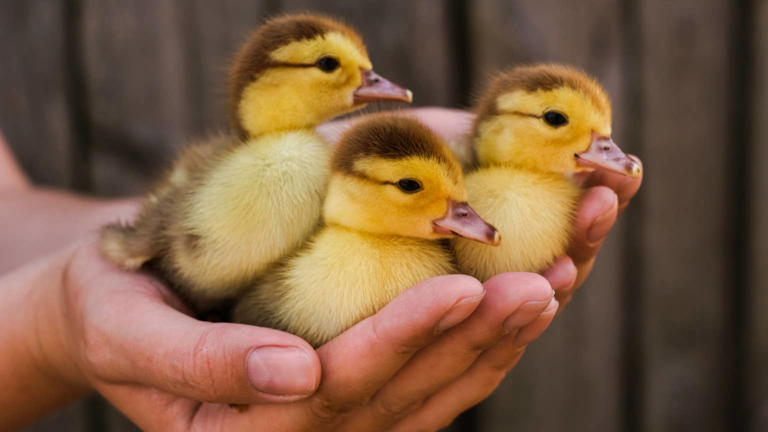 Baby ducks enjoy watermelon this summer—it's the cutest snack video!