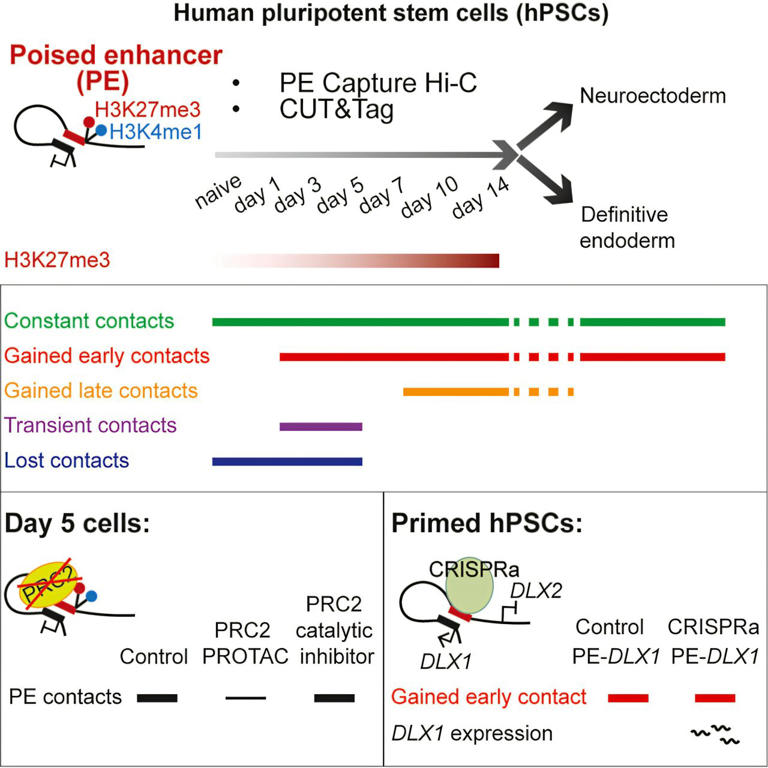 3D genome architecture pre-wires early developmental decisions
