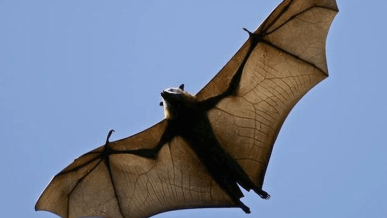 Wildlife rehabilitator urges caution after Douglas County’s first rabid ...