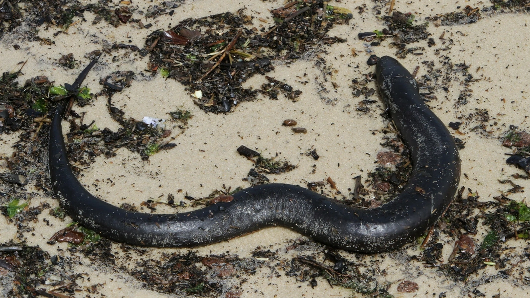 3 fascinating facts about American eels