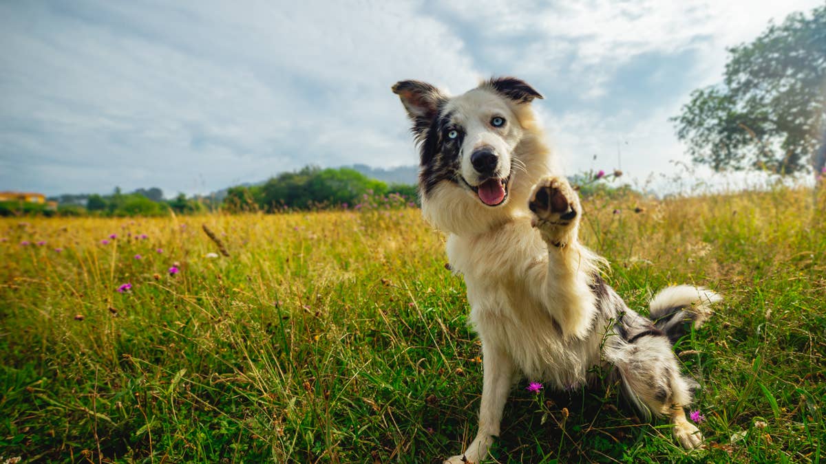 Border collie Chutou stolen and sold for $27, owner's heartbreaking ...