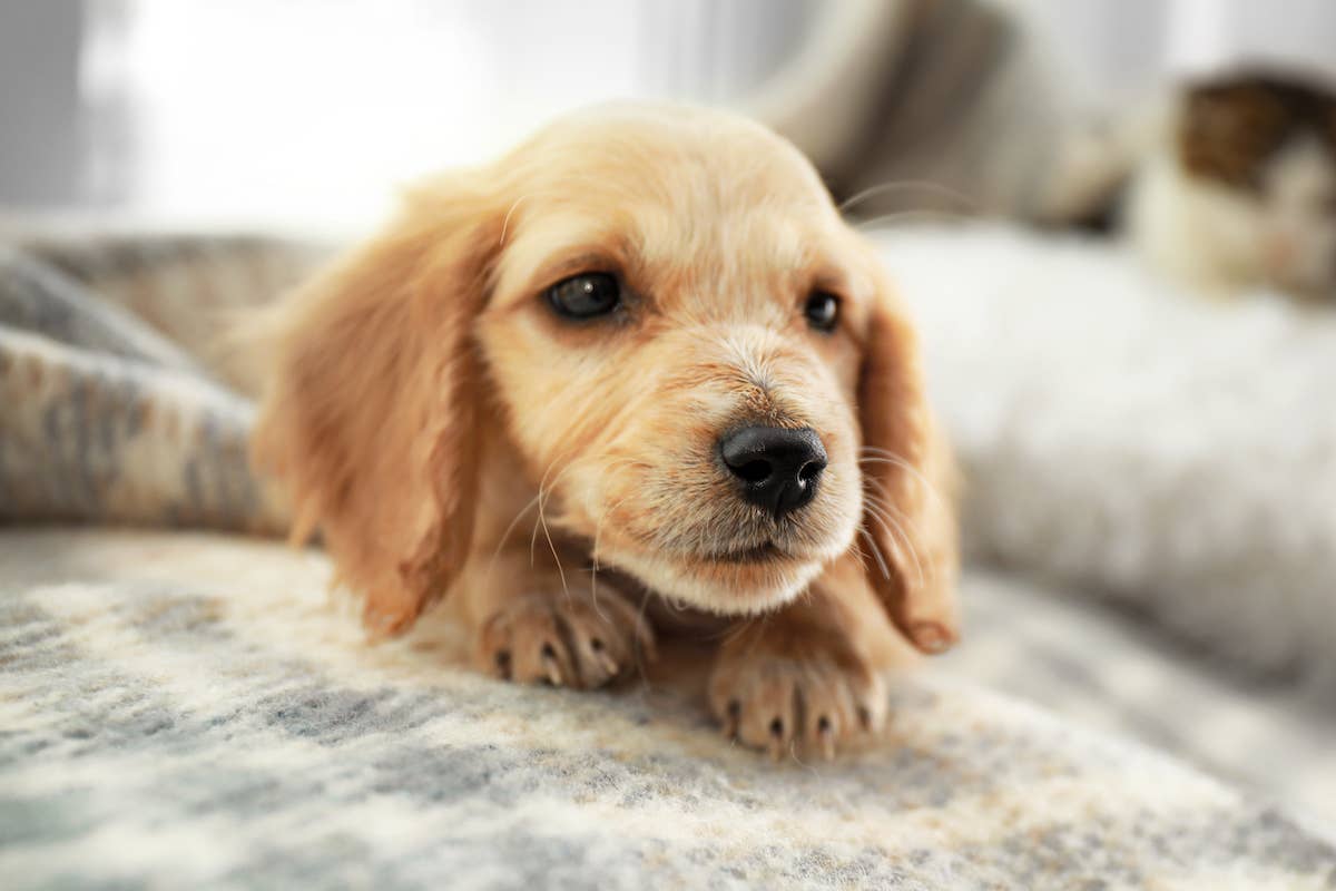 Watch senior cat Chivas play hide-and-seek with confused puppy Hayley