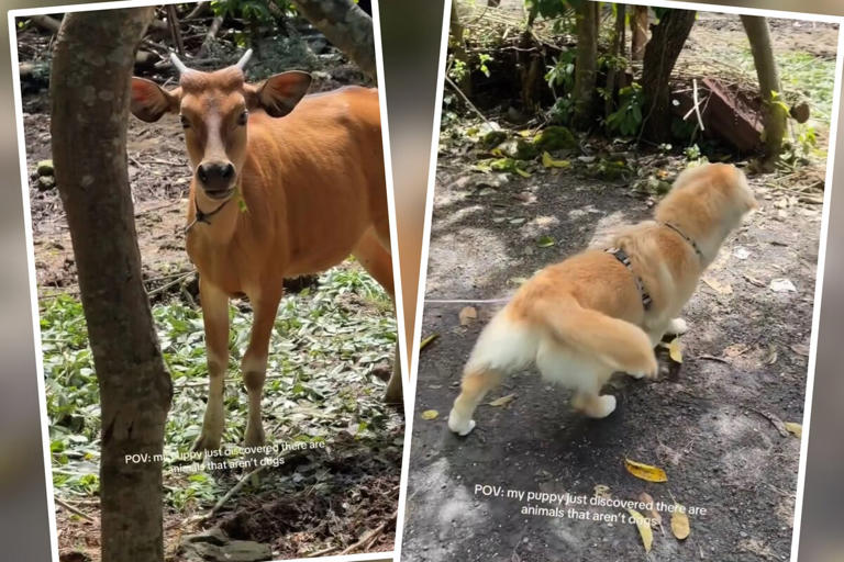Golden retriever has the sweetest reaction to meeting other animals for ...