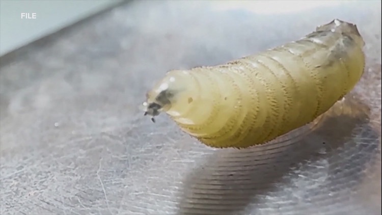 Beaumont Public Health warns residents about New World screwworm threat
