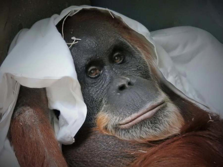 Beloved orangutan Merah dies at Saint Louis Zoo