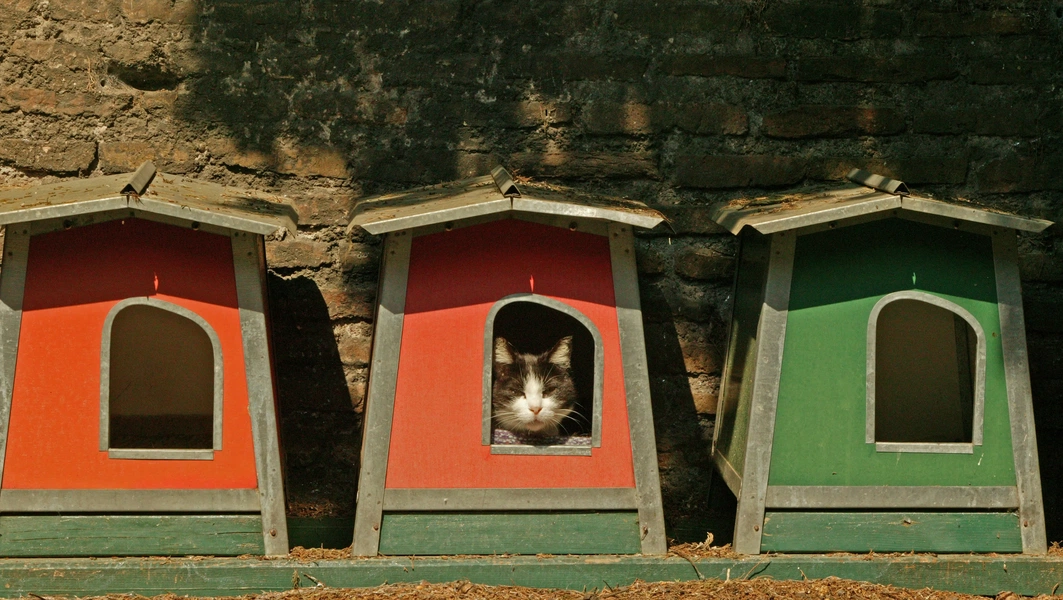 Why your cat might need a catio now