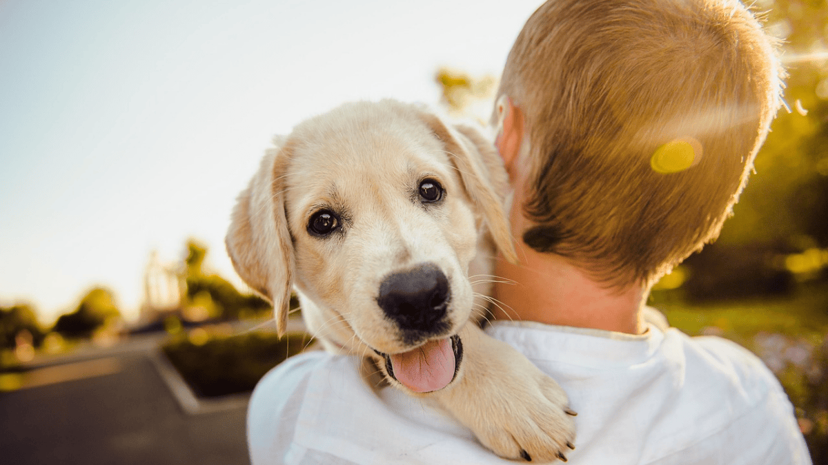 10 things you should do every day to make your dog very happy