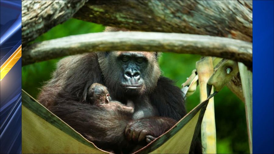 Photo: Sedgwick County Zoo welcomes baby gorilla