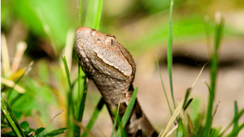 Early copperhead bites spike at Woodbridge Hospital