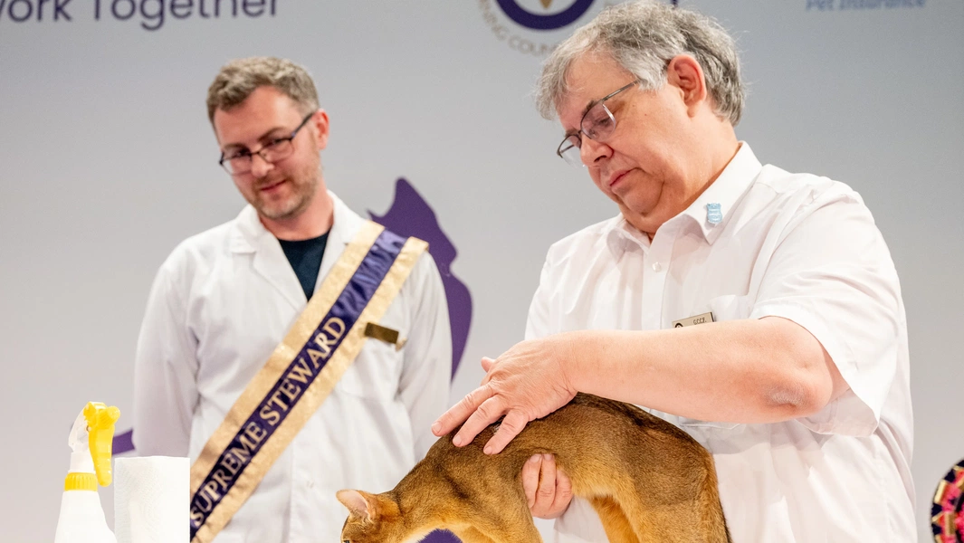 10 smartest cat breeds
