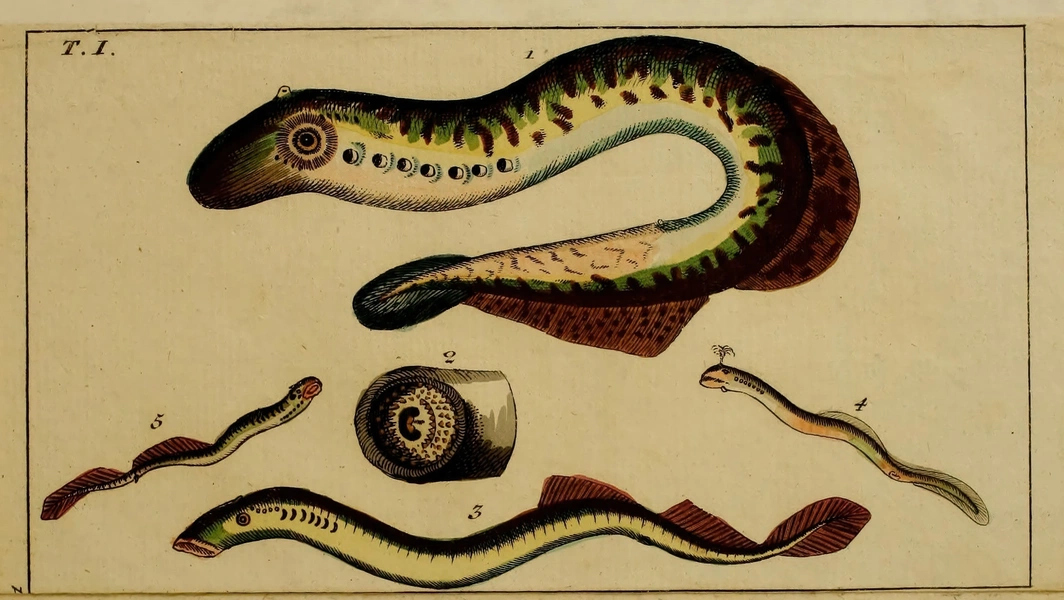 3 fascinating facts about American eels