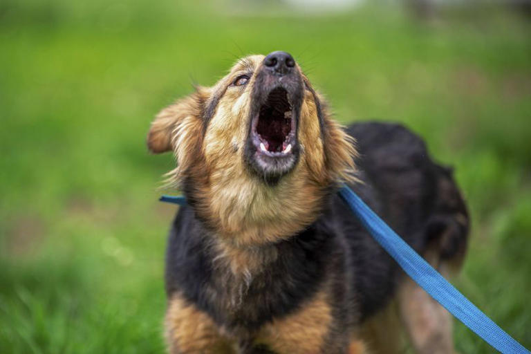 What it means when your dog won't stop barking, according to a vet