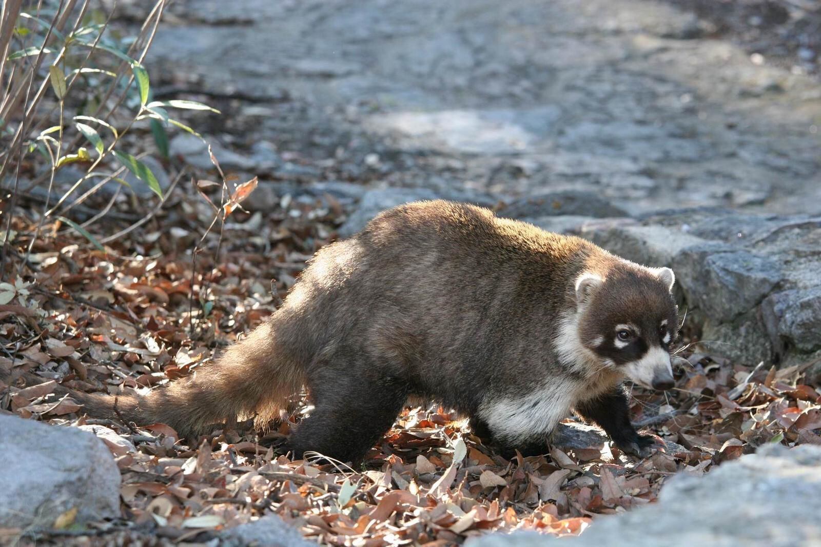 Coati tests positive for rabies at Boyce Thompson Arboretum in Superior