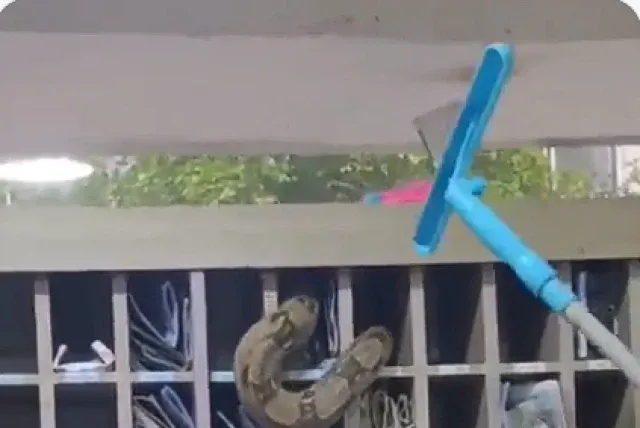 Barranquilla: hallan una boa dentro de casillero en conjunto ...