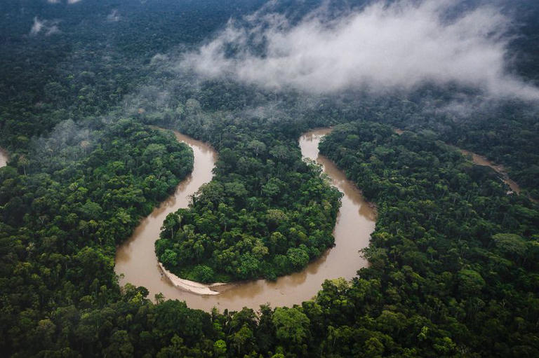 Bizarre new spider found in Amazon rainforest looks exactly like a ...