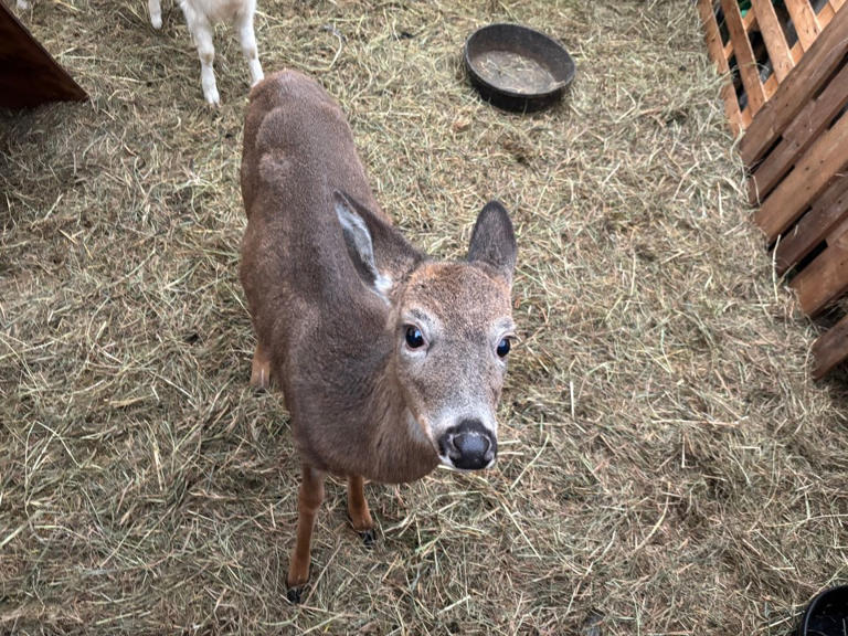 300+ farm animals seized from Hadley animal sanctuary now up for adoption