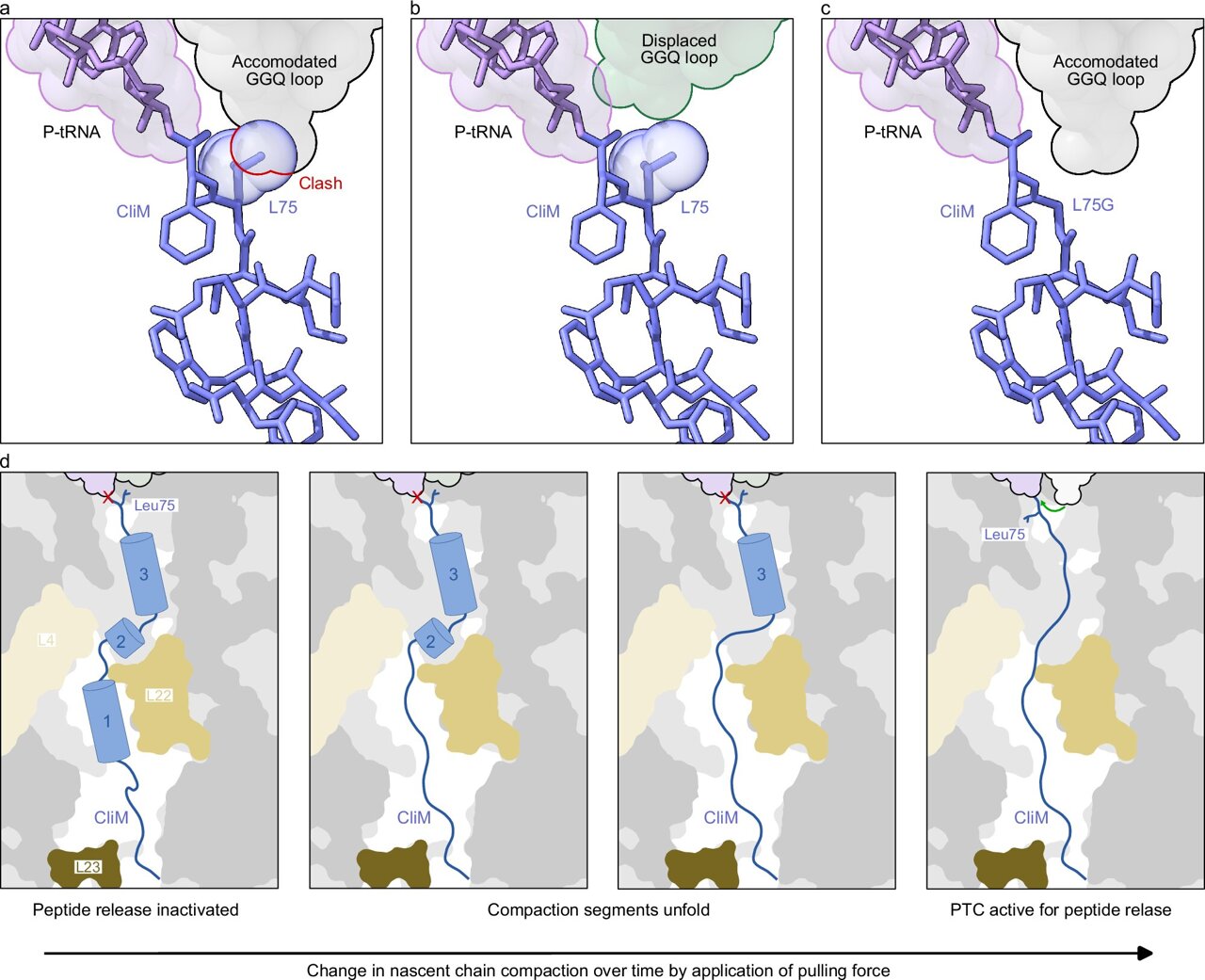 Ribosome tunnel interactions reveal how bacteria can pause protein ...