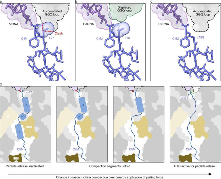 Ribosome tunnel interactions reveal how bacteria can pause protein ...