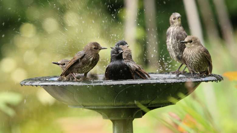 Goodbye traditional bird baths: There's an Amazon find that also helps ...
