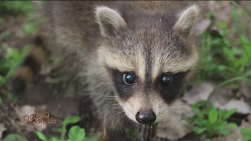 Missouri Department of Conservation reminds people to leave baby ...