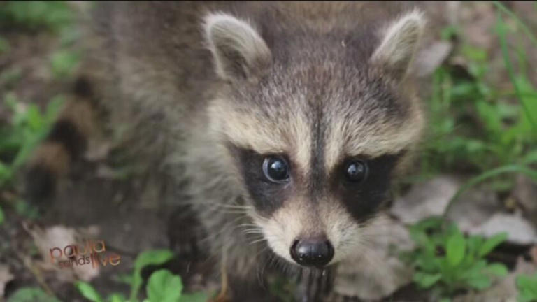 Missouri Department of Conservation reminds people to leave baby ...