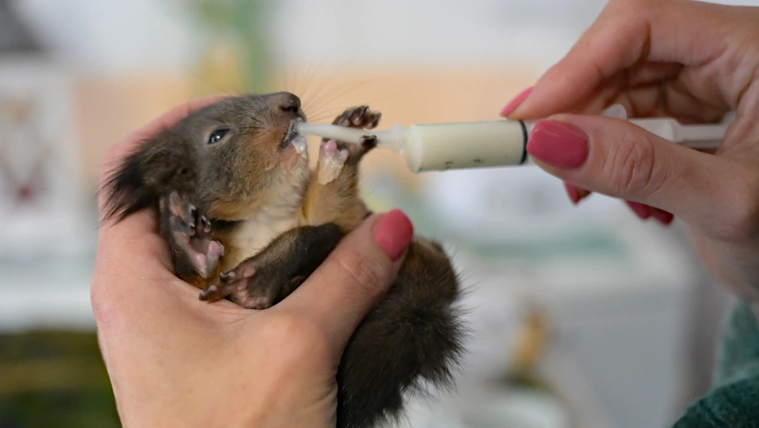 12 remarkable cases of animals adopting other species