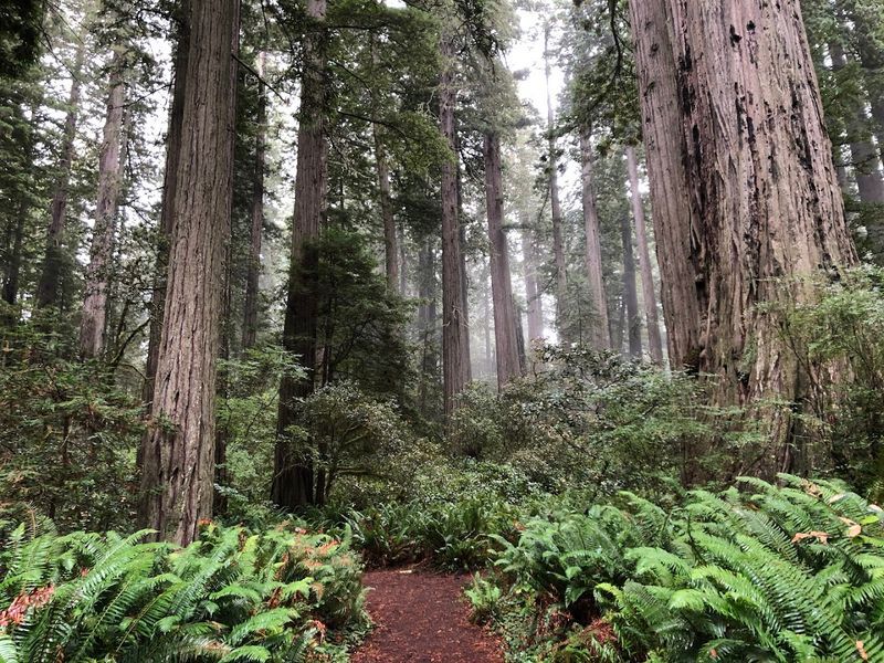 This fairytale California redwood trail turns an everyday family walk ...