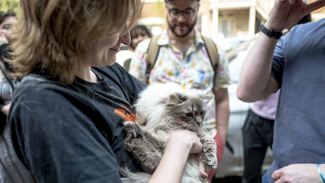 Building trust for happier cat cuddles
