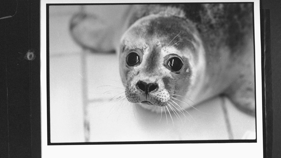 Experts urge beachgoers to keep distance from seal pups