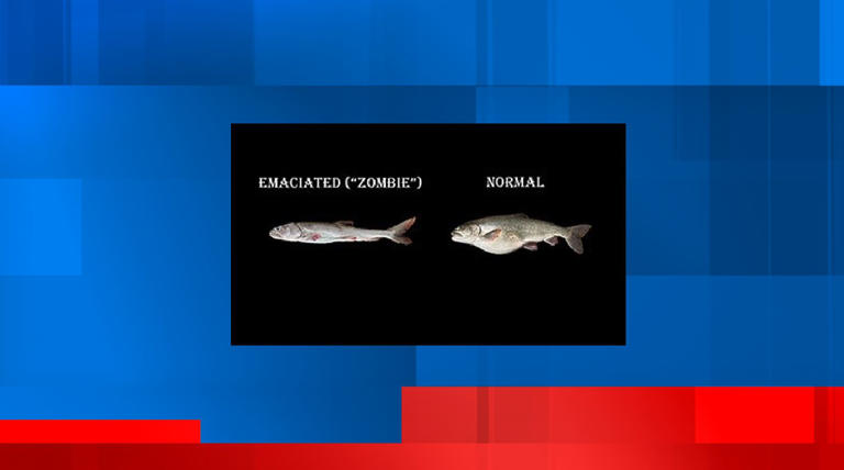 Researchers investigating 'zombie fish' in Lake Superior
