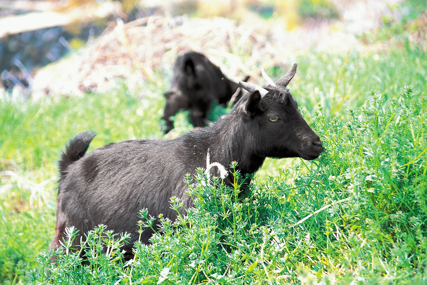 Australian imports dominate, domestic goat farms suffer