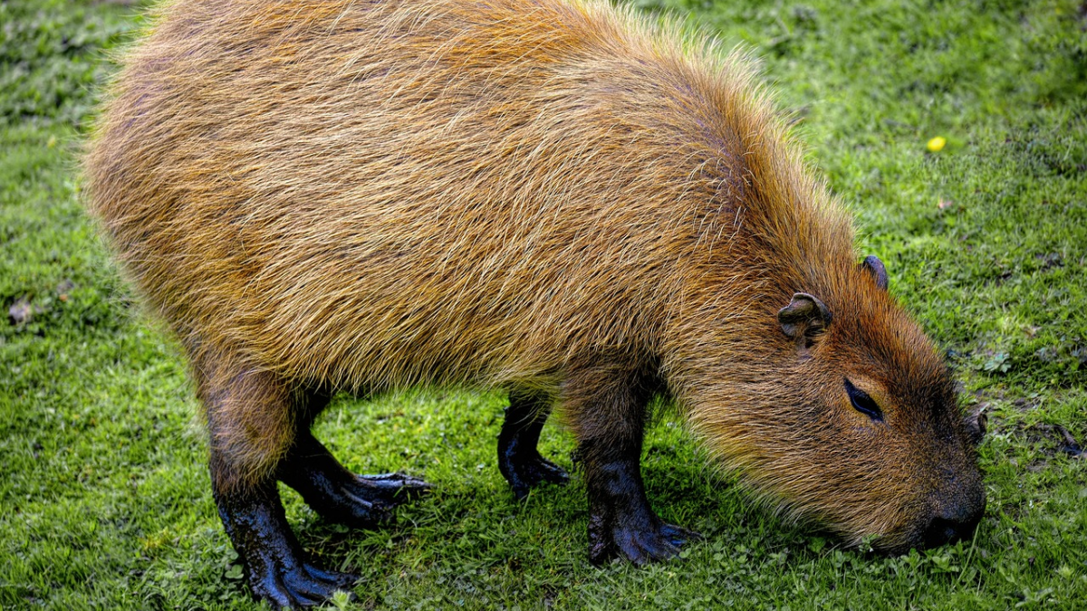 8 exotic pets that are legal in the United States