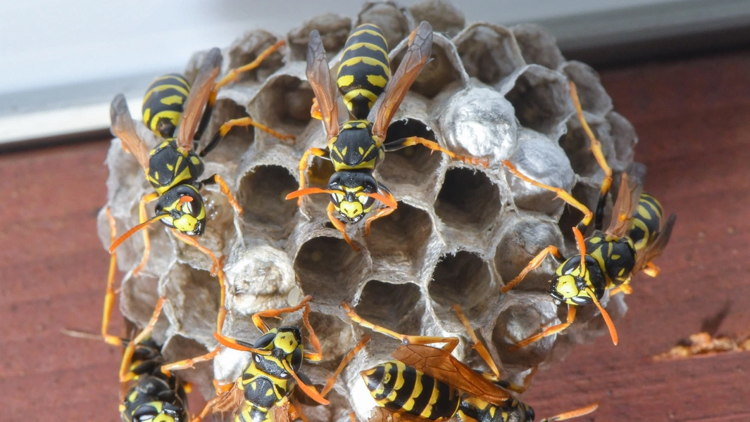 Preventing and managing wasp activity around homes