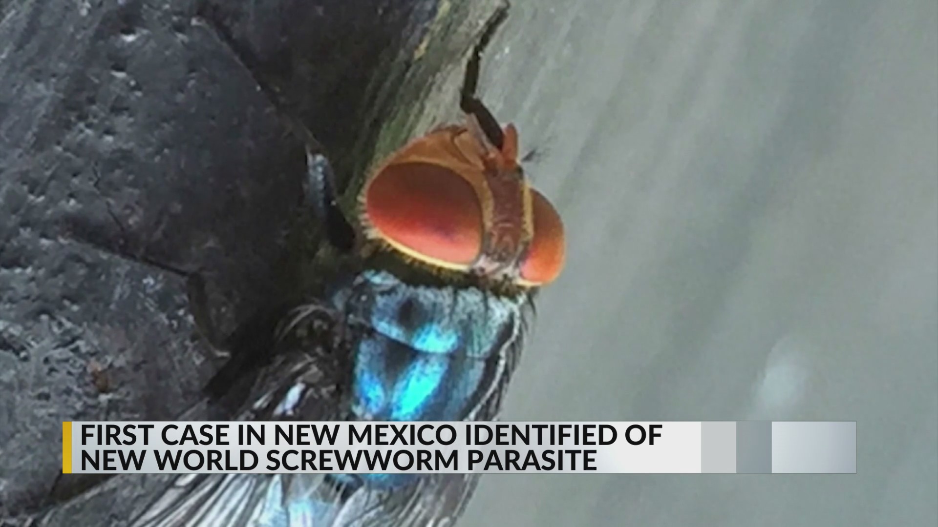 First New Mexico screwworm case identified in a dog in Lea County