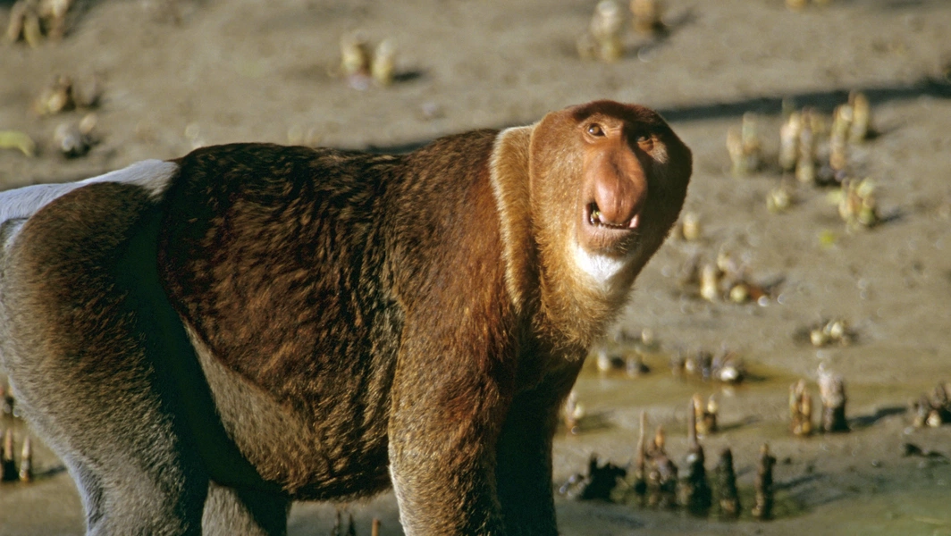 14 animals with unusual and striking features