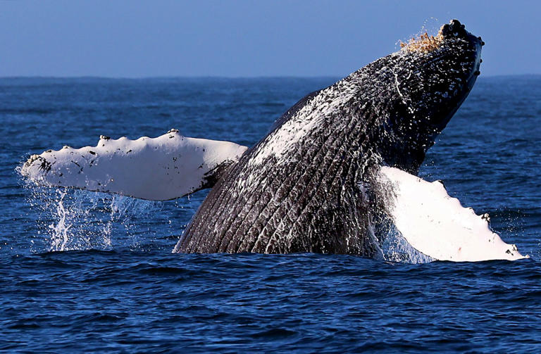 Watsonville | Juvenile humpback whale found dead on Sunset State Beach
