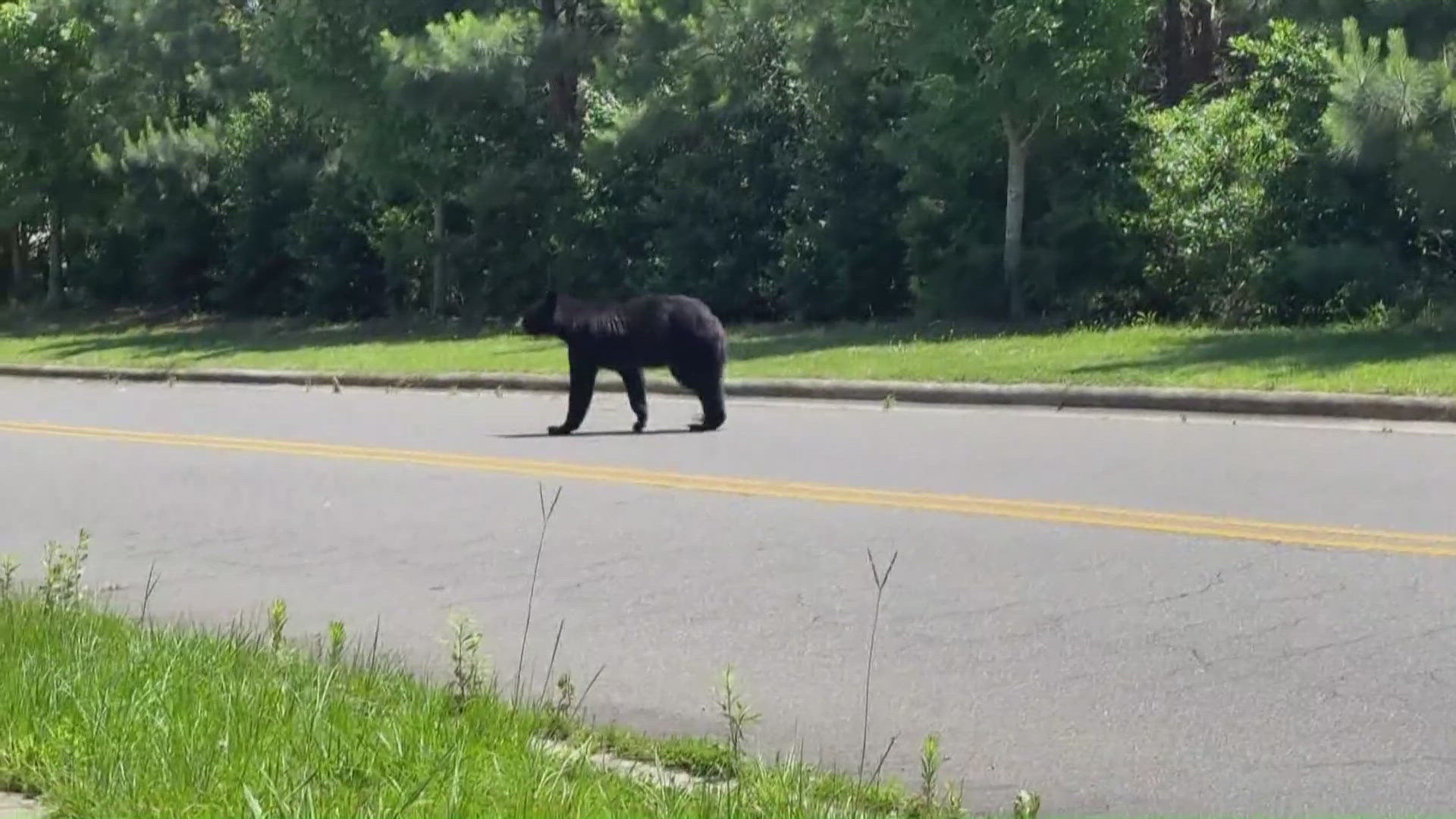 Authorities clear dead black bear from US 29 in Rockingham County