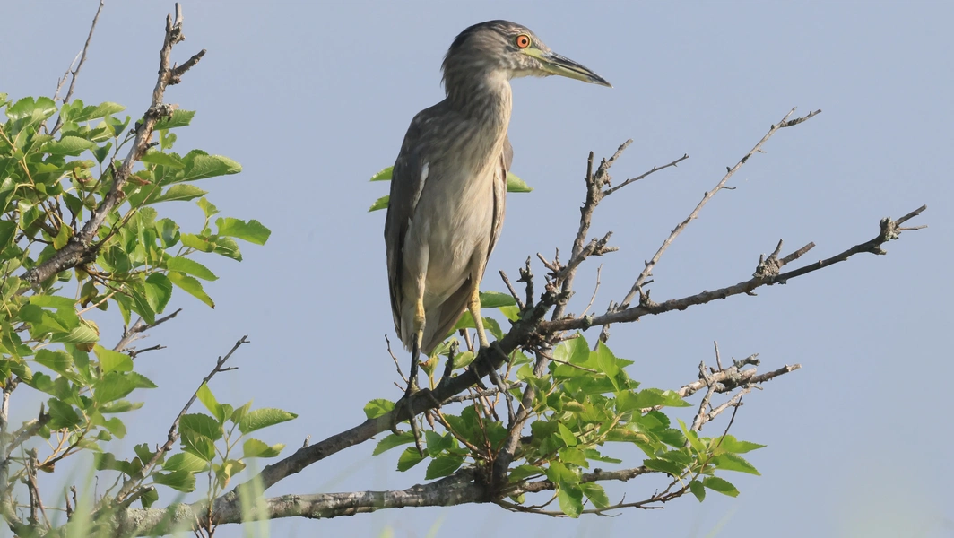 Experts urge giving urban bird nests space amid population decline