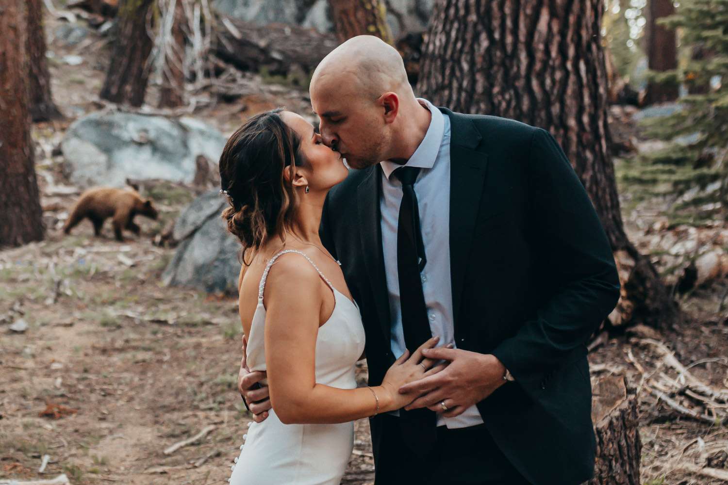 Black bear crashes bride and groom's elopement photo shoot (exclusive)